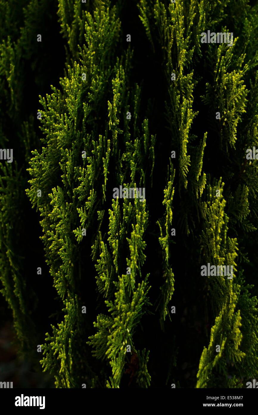 Thuja tree foliage Stock Photo - Alamy