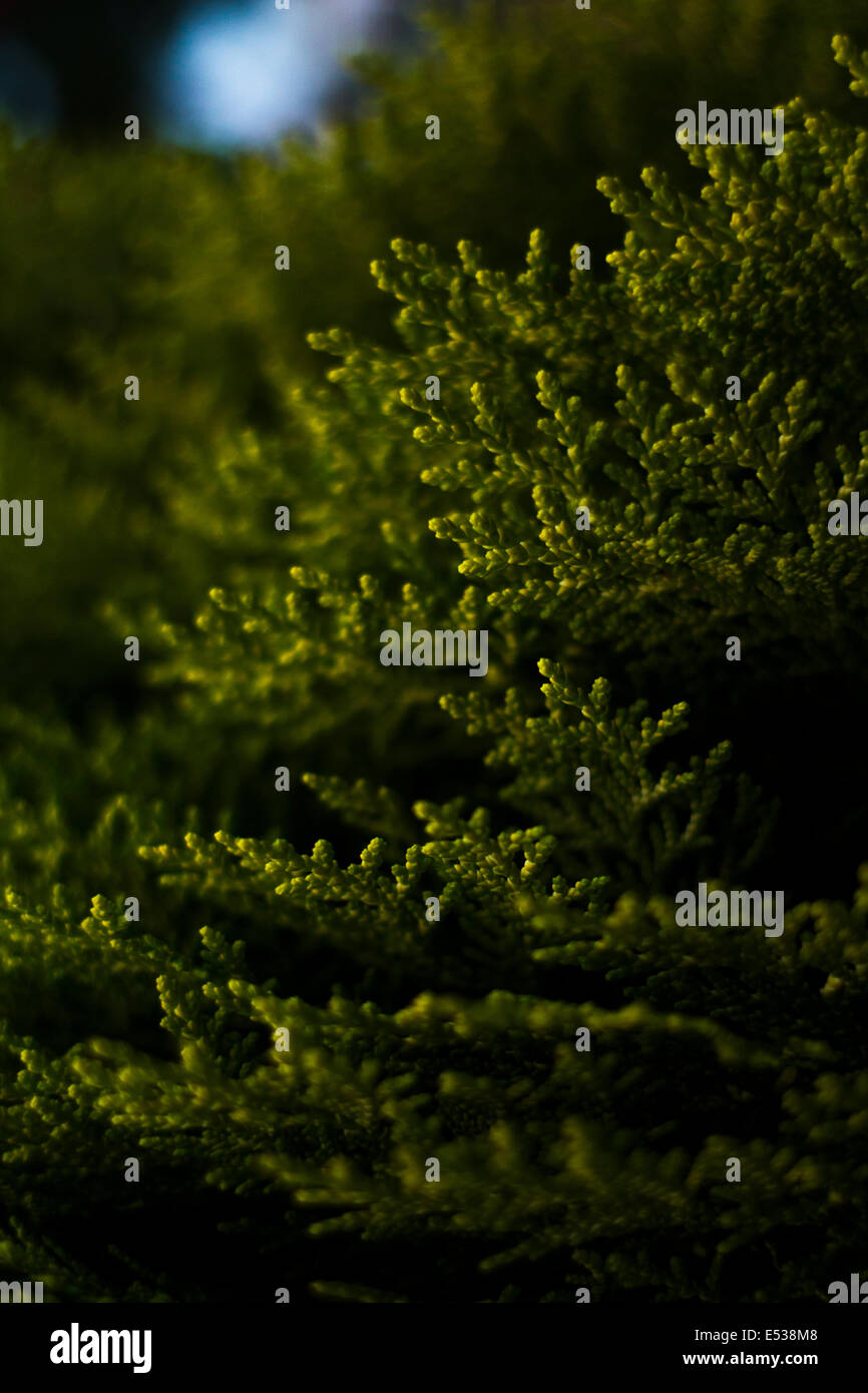 Thuja tree foliage Stock Photo - Alamy