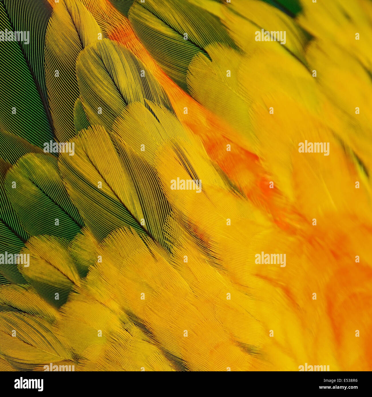 Beak texture hi-res stock photography and images - Alamy