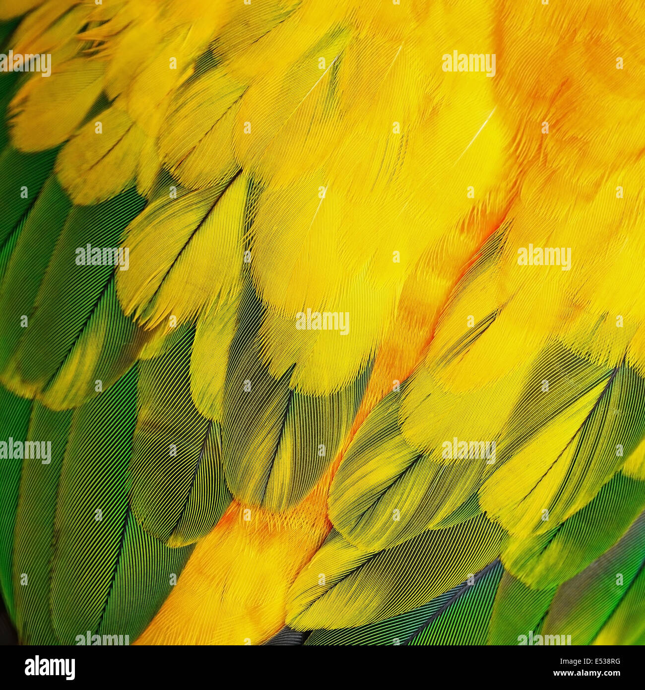 Colorful yellow and orange bird feathers, Sun Conure feathers texture ...