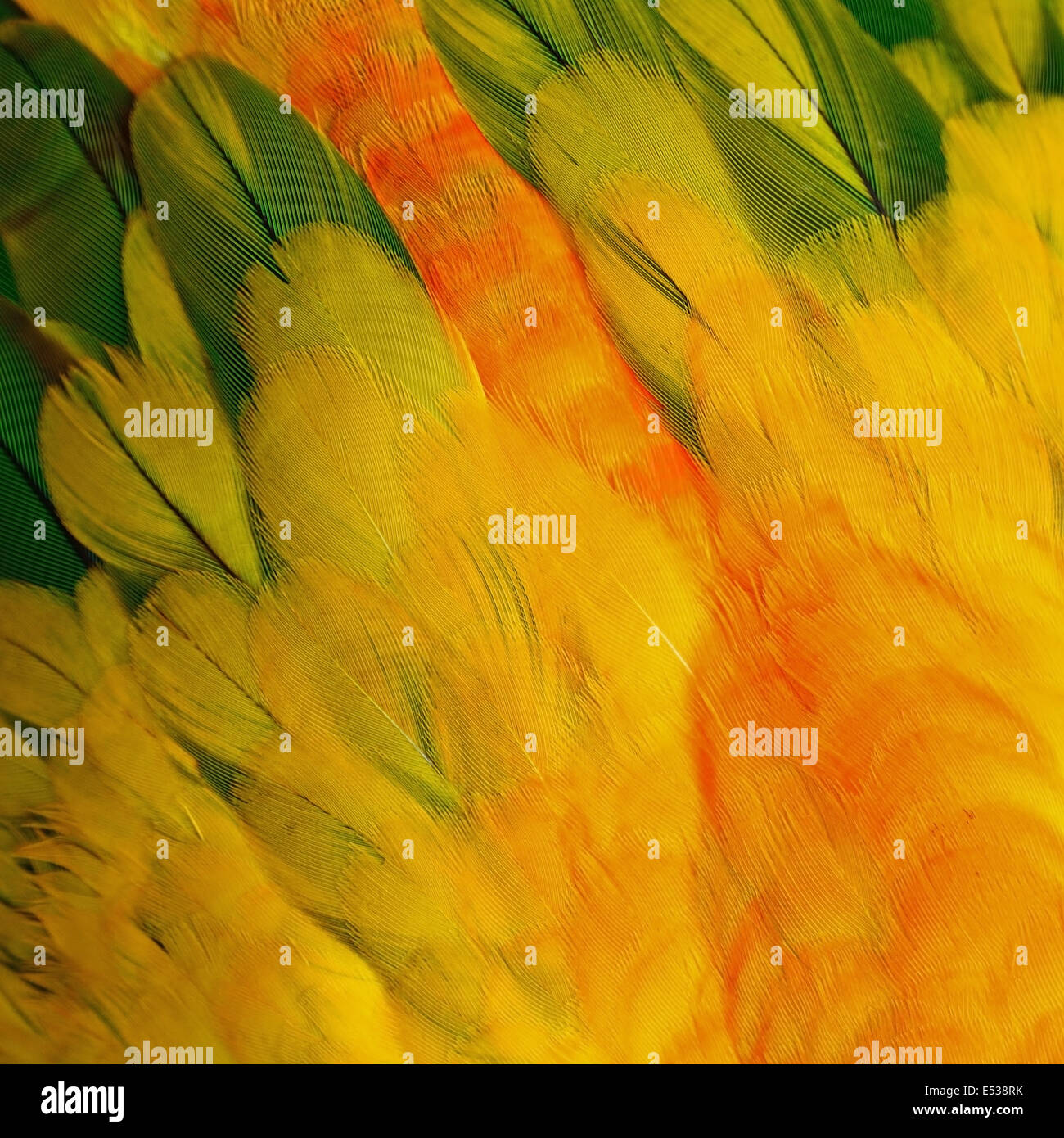 Colorful yellow and orange bird feathers, Sun Conure feathers texture ...