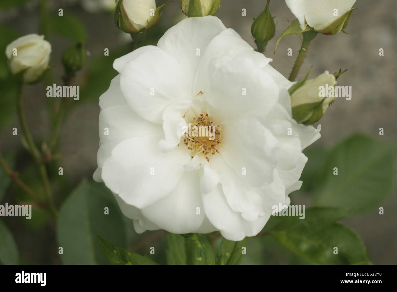 Rosa alba hi-res stock photography and images - Alamy