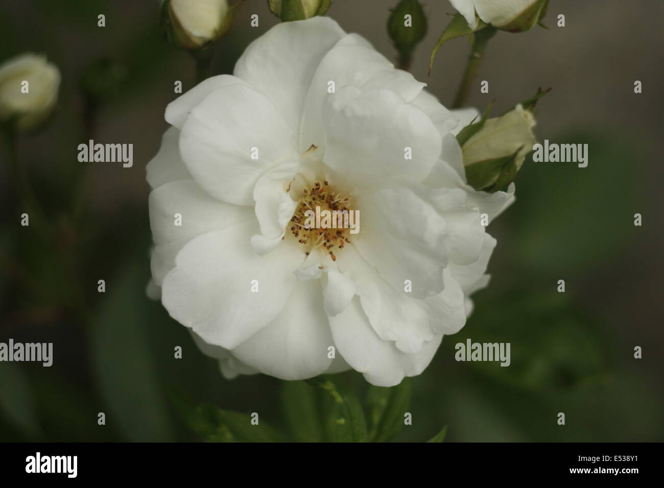 White rose - flora rugosa alba close up Stock Photo - Alamy