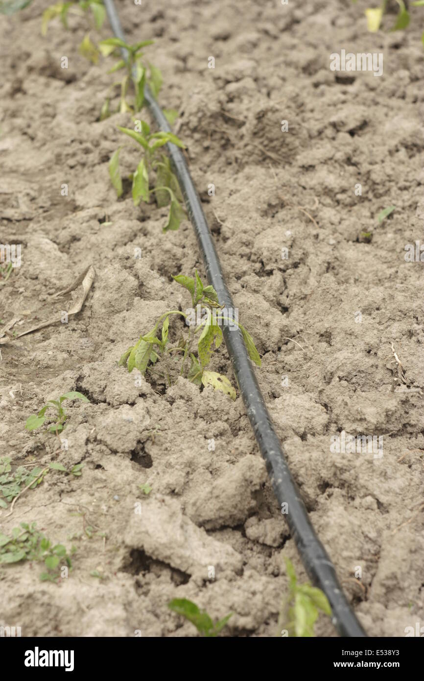 Fertigation hi-res stock photography and images - Alamy