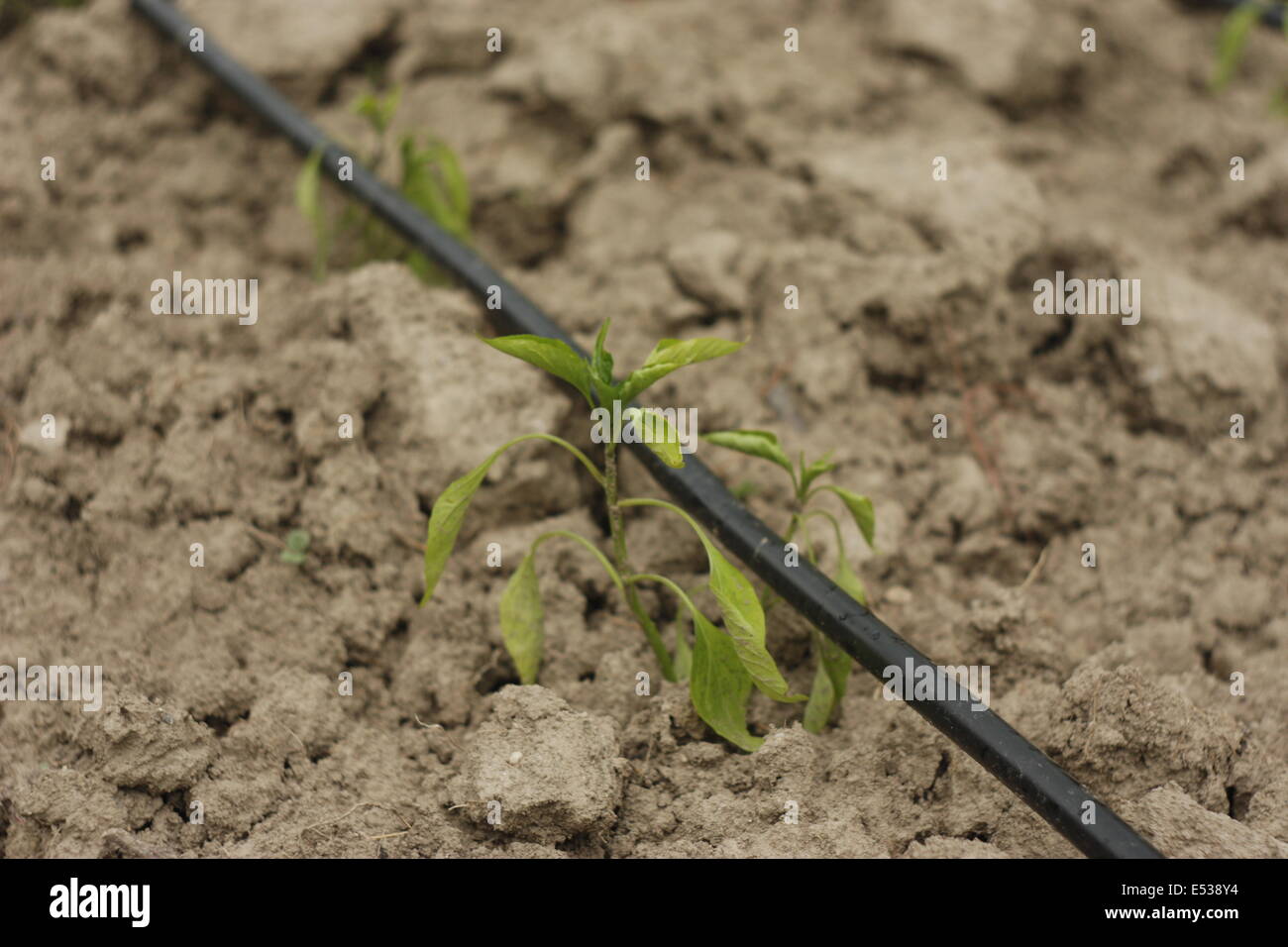 Fertigation hi-res stock photography and images - Alamy