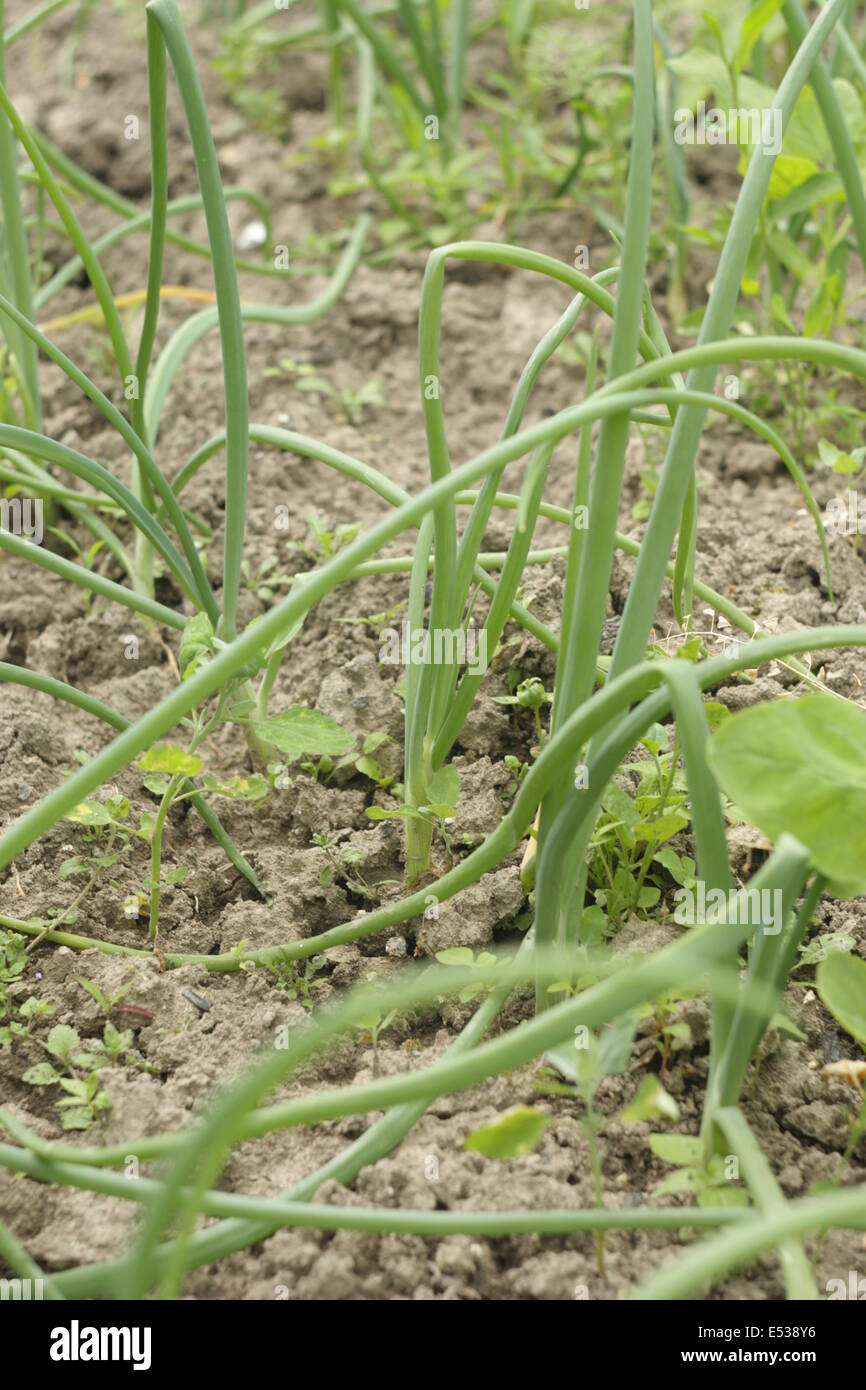 Vegetable garden spring time small farm Romania countryside Stock Photo ...