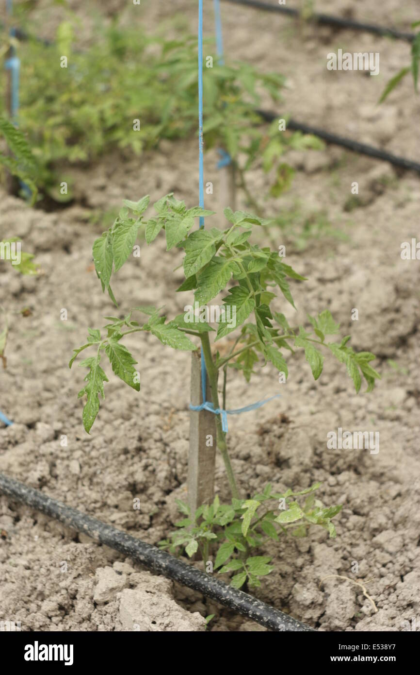 Irrigation and fertigation of vegetable garden Stock Photo - Alamy