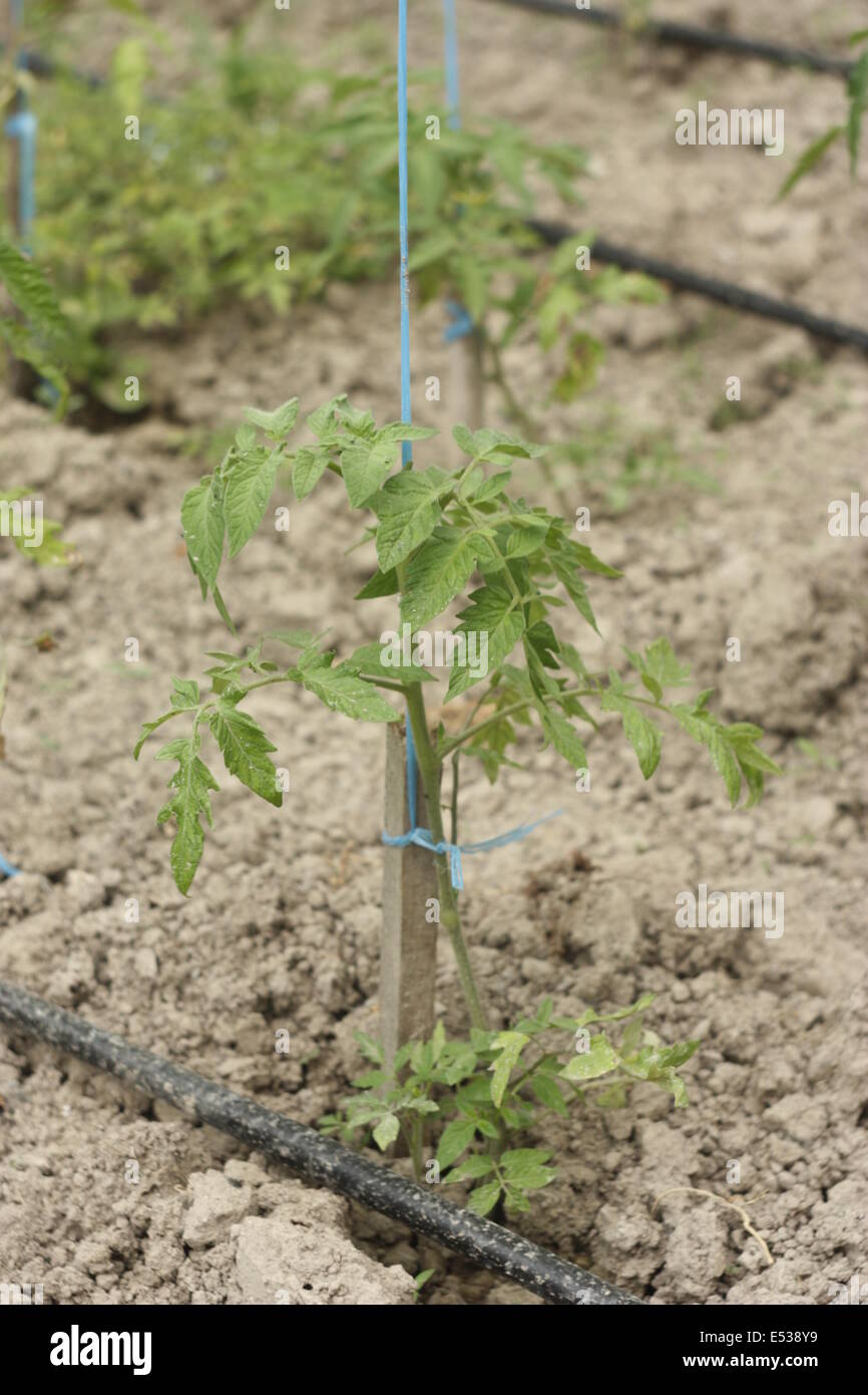 Fertigation hi-res stock photography and images - Alamy