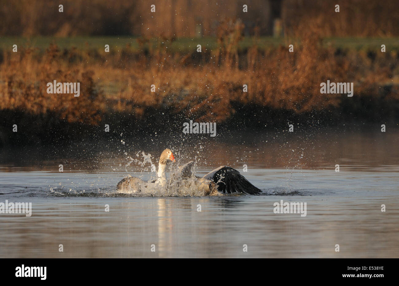 Two geese mating in a pond with reed in the background and reflections ...