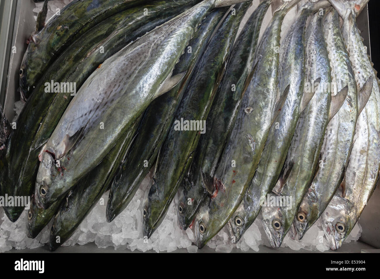 Fresh barracuda fish market hi-res stock photography and images - Alamy