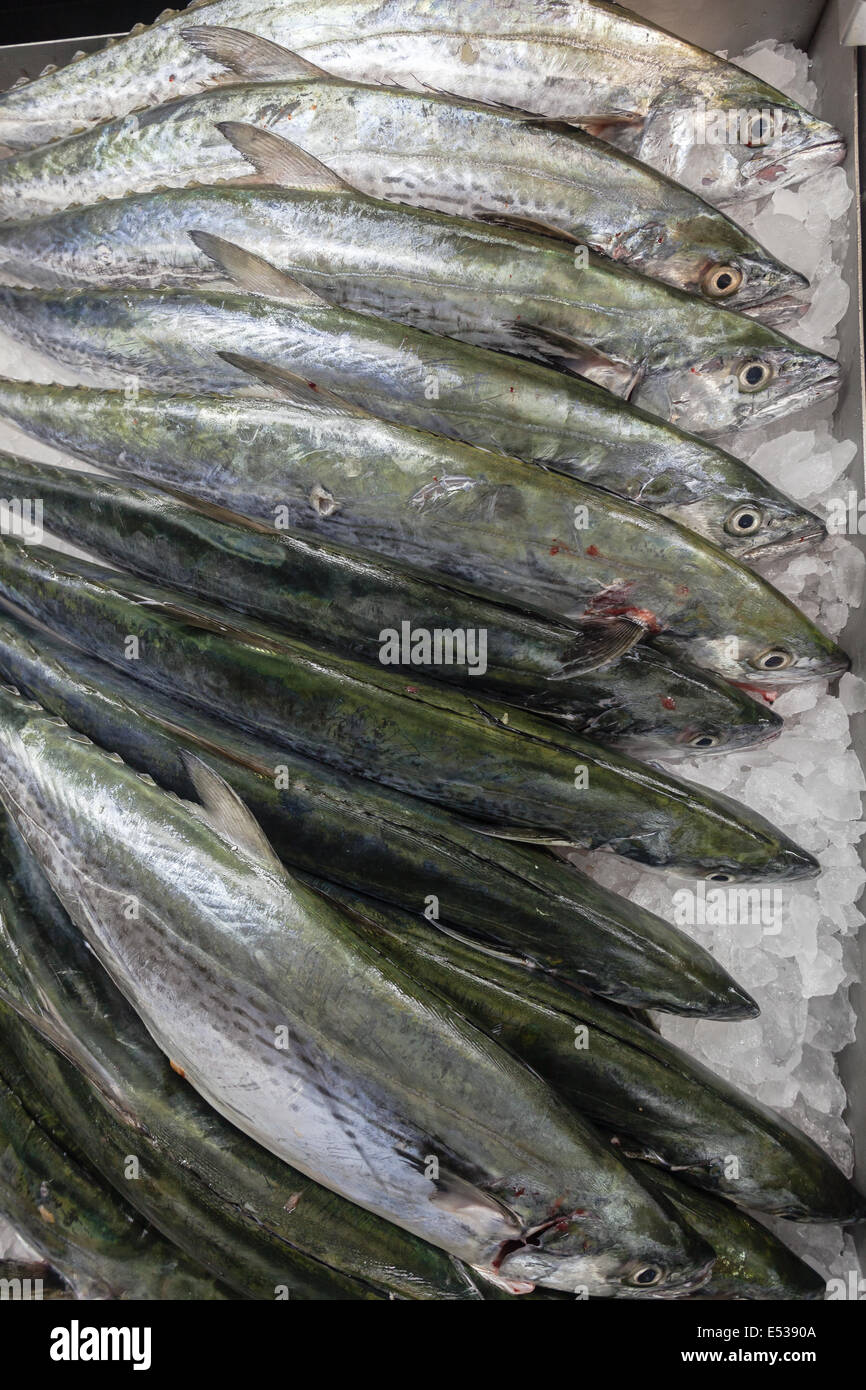 Fresh barracuda fish market hi-res stock photography and images - Alamy