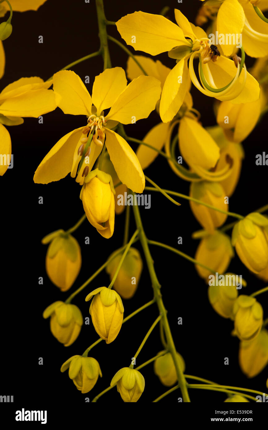 Cassia fistula hi-res stock photography and images - Alamy