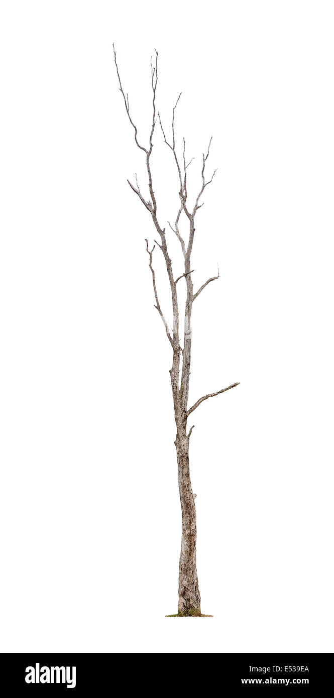 Single old and dead tree isolated on white background Stock Photo - Alamy