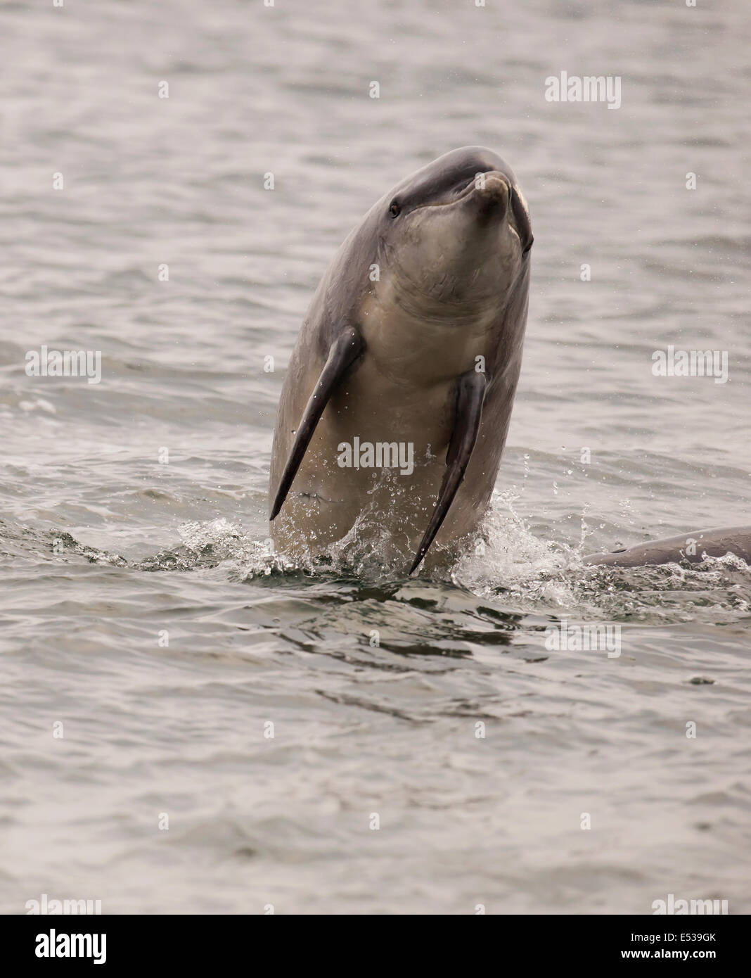 Bottlenose Dolphin breaching at Chanonry Point, Scotland Stock Photo ...