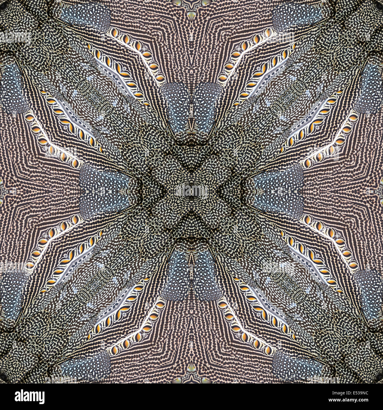 Seamless pattern made from Great argus feathers texture background ...