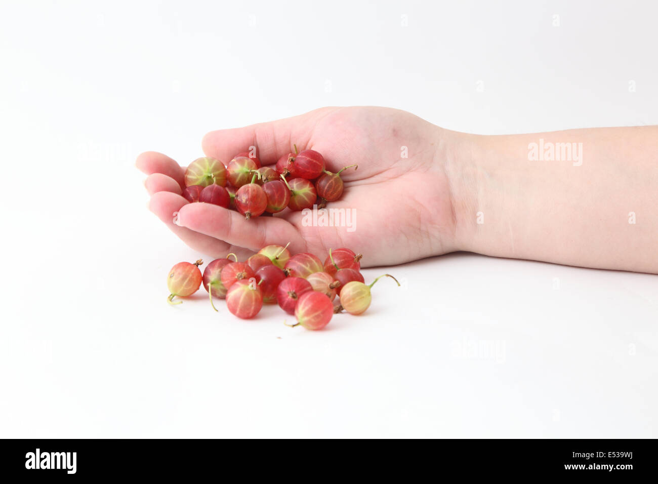 Gooseberry in hand isolated on white background Stock Photo - Alamy