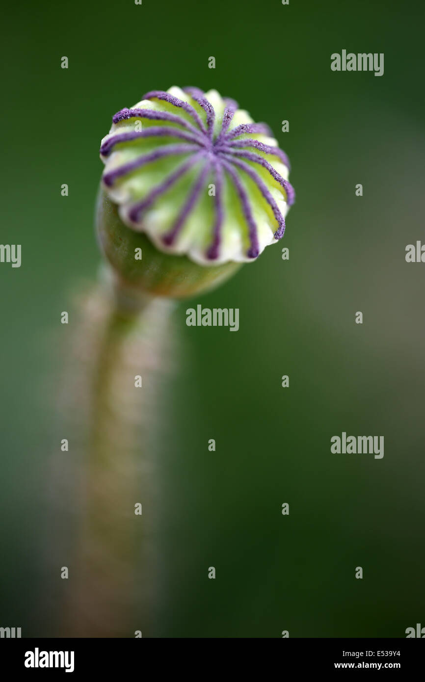 Dehiscing hi-res stock photography and images - Alamy