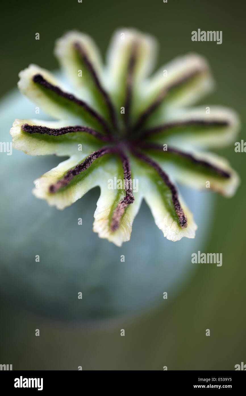 Seed Dissemination High Resolution Stock Photography and Images - Alamy