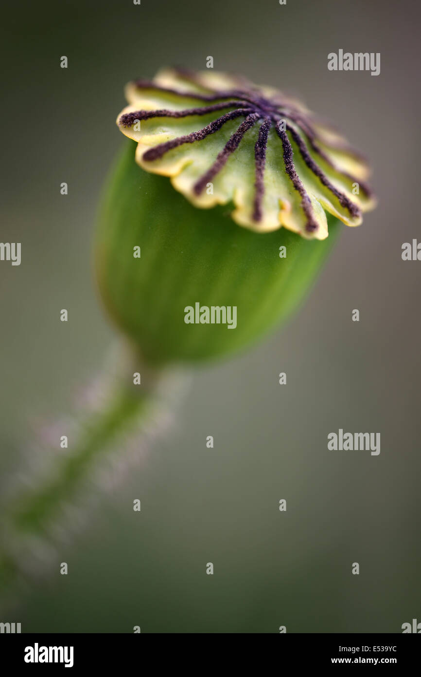Seed dissemination hi-res stock photography and images - Alamy
