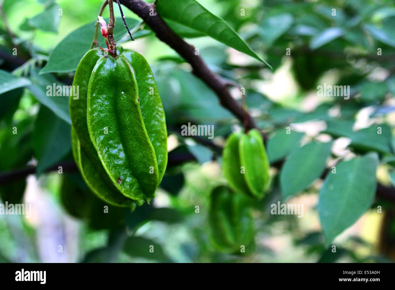 Green star apple fruit on tree Stock Photo - Alamy