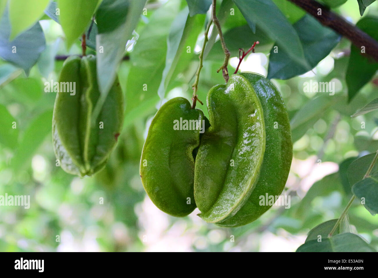 Green star apple fruit on tree Stock Photo - Alamy