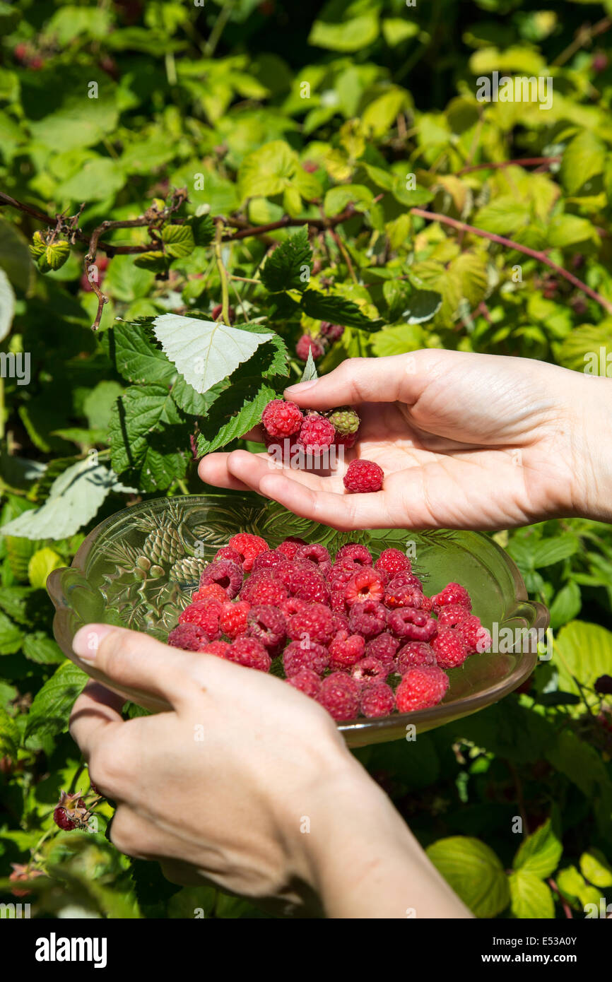 Girl pick raspberries in a glass bowl Stock Photo - Alamy