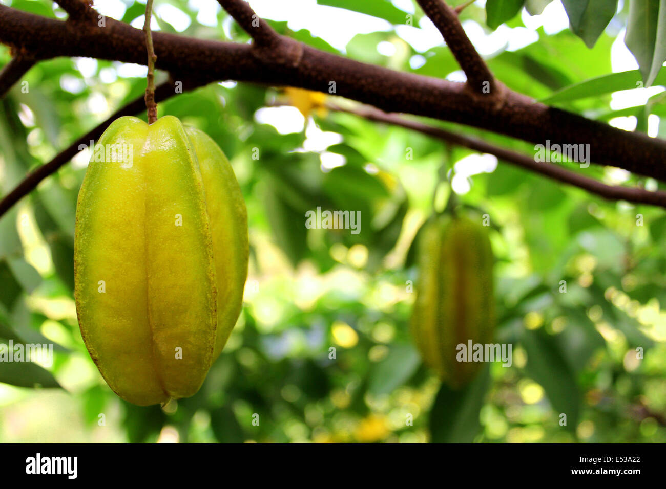 Star fruit and Star apple fruit food Stock Photo - Alamy