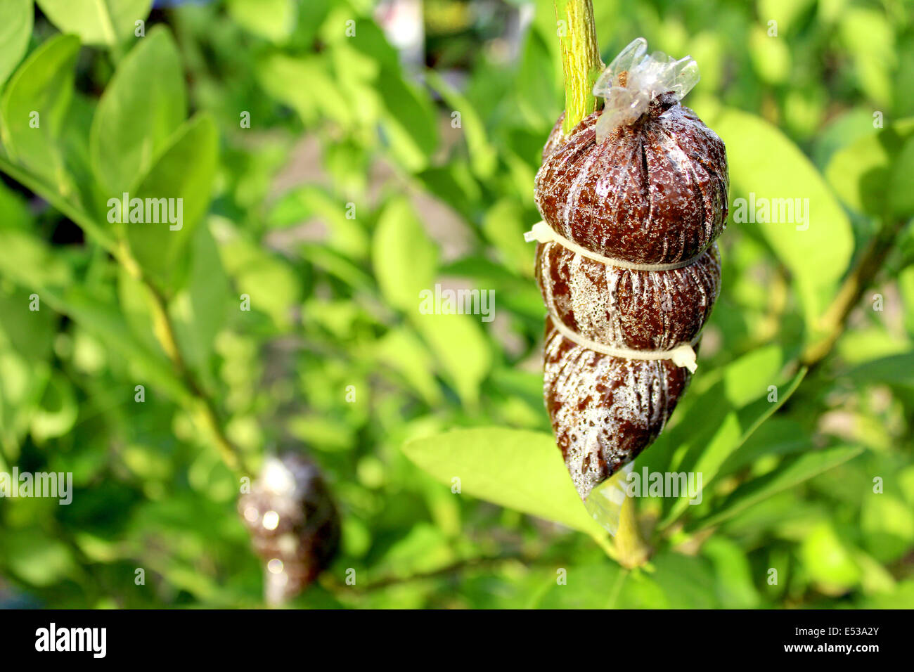 agricultural technique tree graft on lime tree branch Stock Photo - Alamy