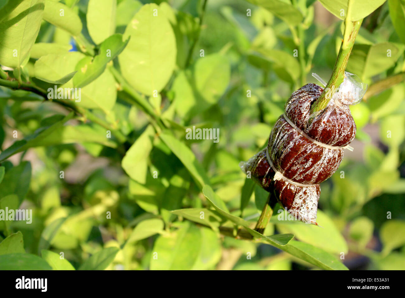 agricultural technique tree graft on lime tree branch Stock Photo - Alamy
