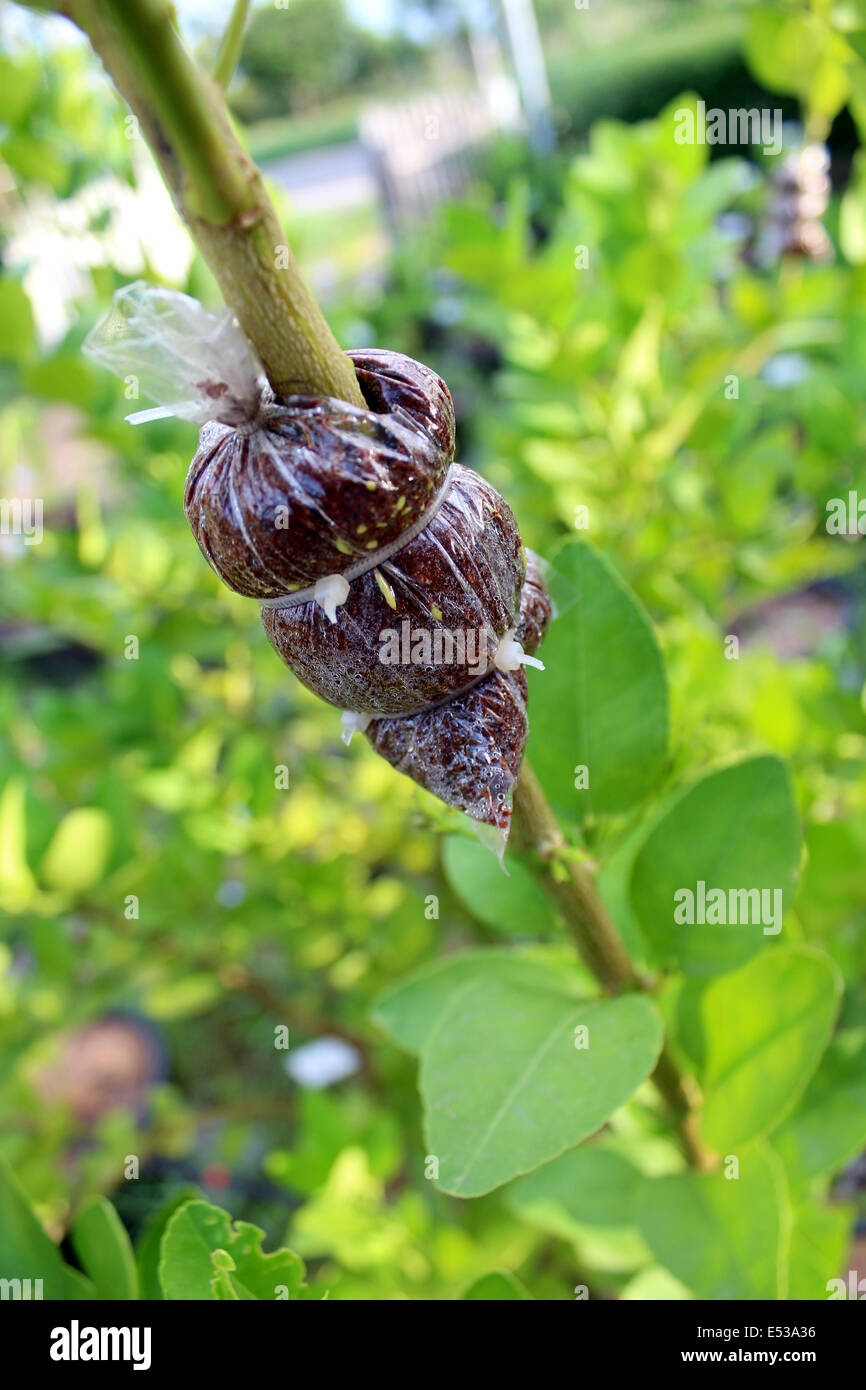 agricultural technique tree graft on lime tree branch Stock Photo - Alamy