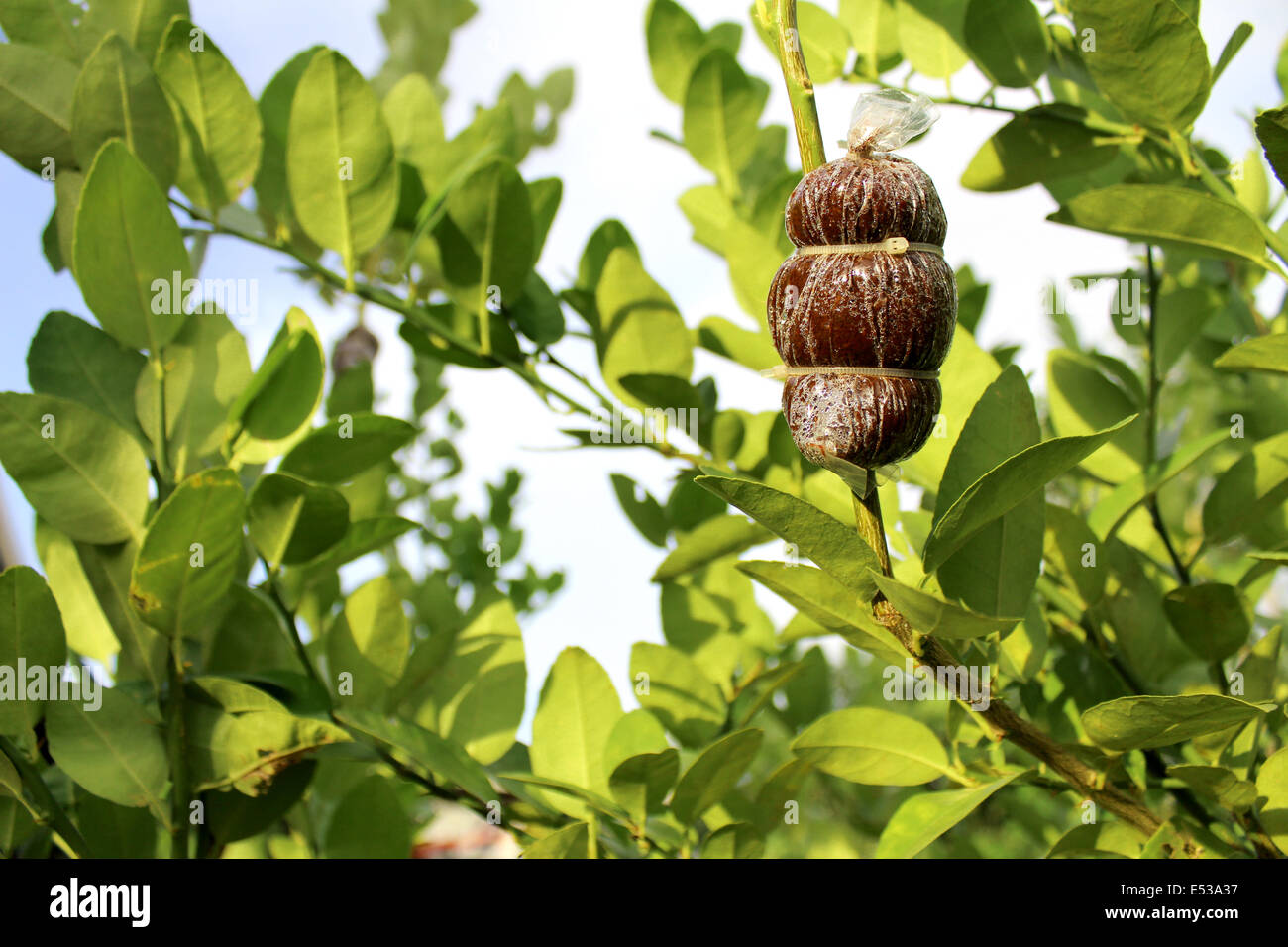 agricultural technique tree graft on lime tree branch Stock Photo - Alamy