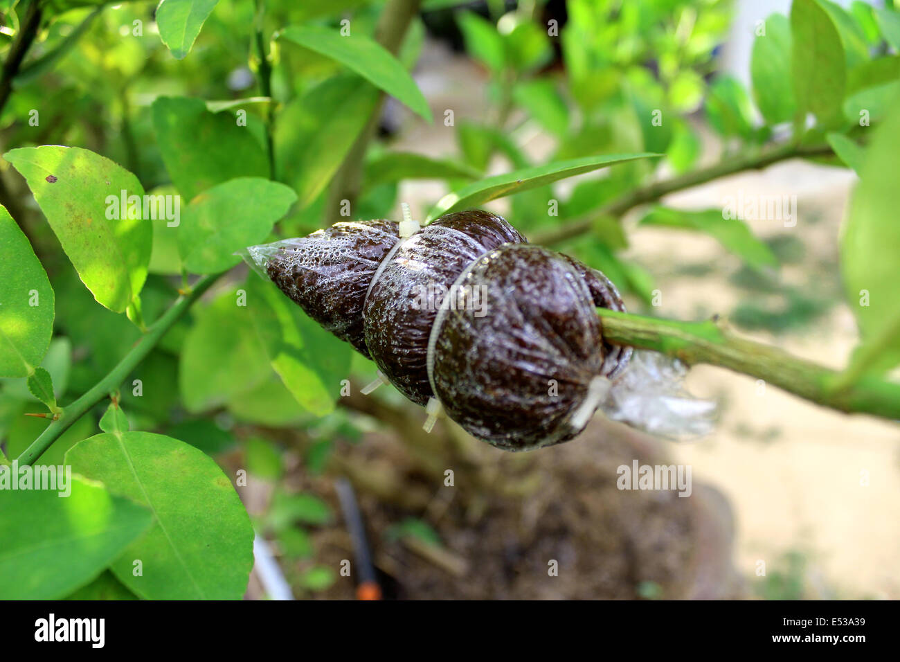 agricultural technique tree graft on lime tree branch Stock Photo - Alamy