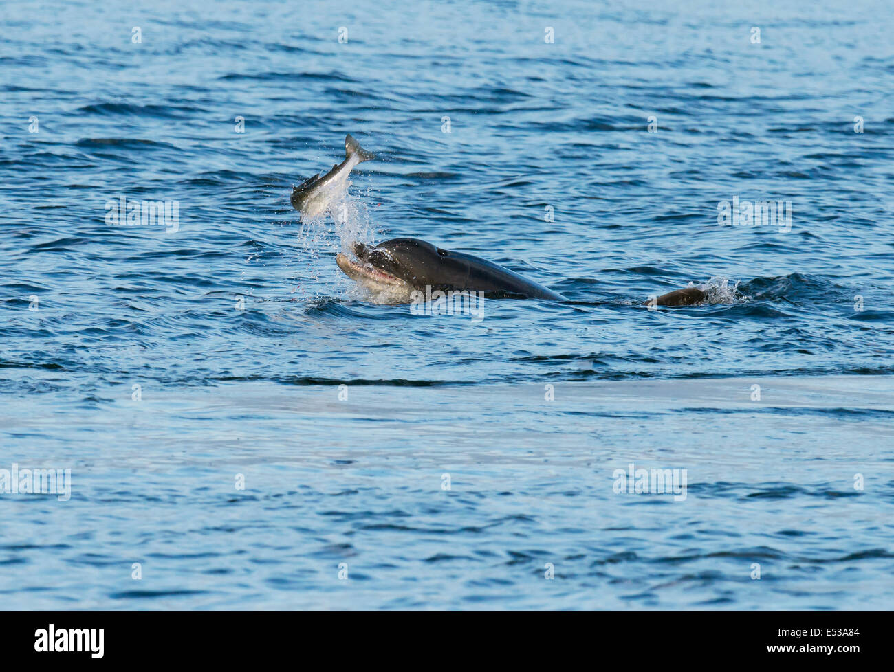 Bottlenose Dolphin with Salmon at Chanonry Point, Scotland Stock Photo ...