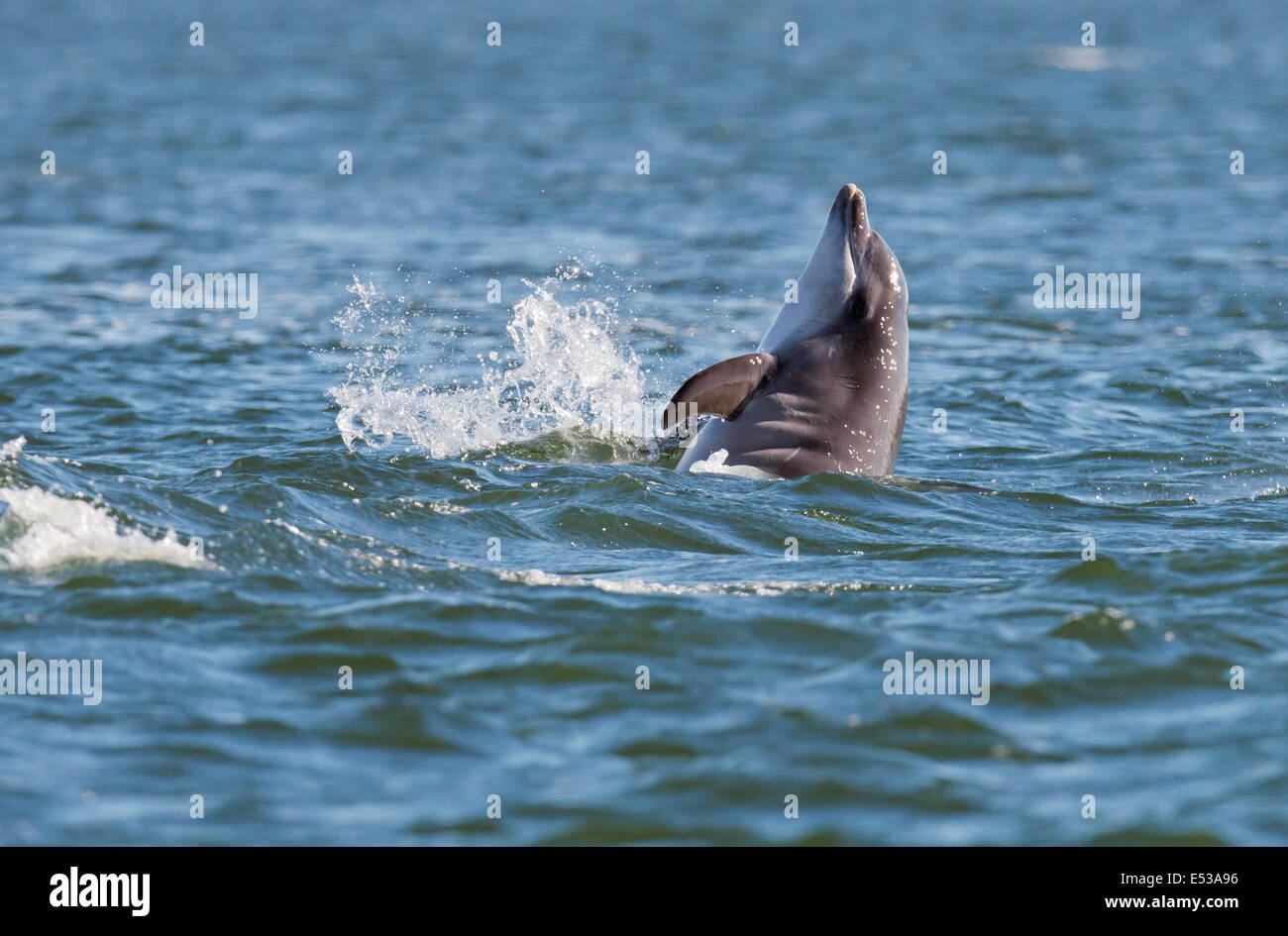 Bottlenose Dolphin playing at Chanonry Point, Scotland Stock Photo - Alamy