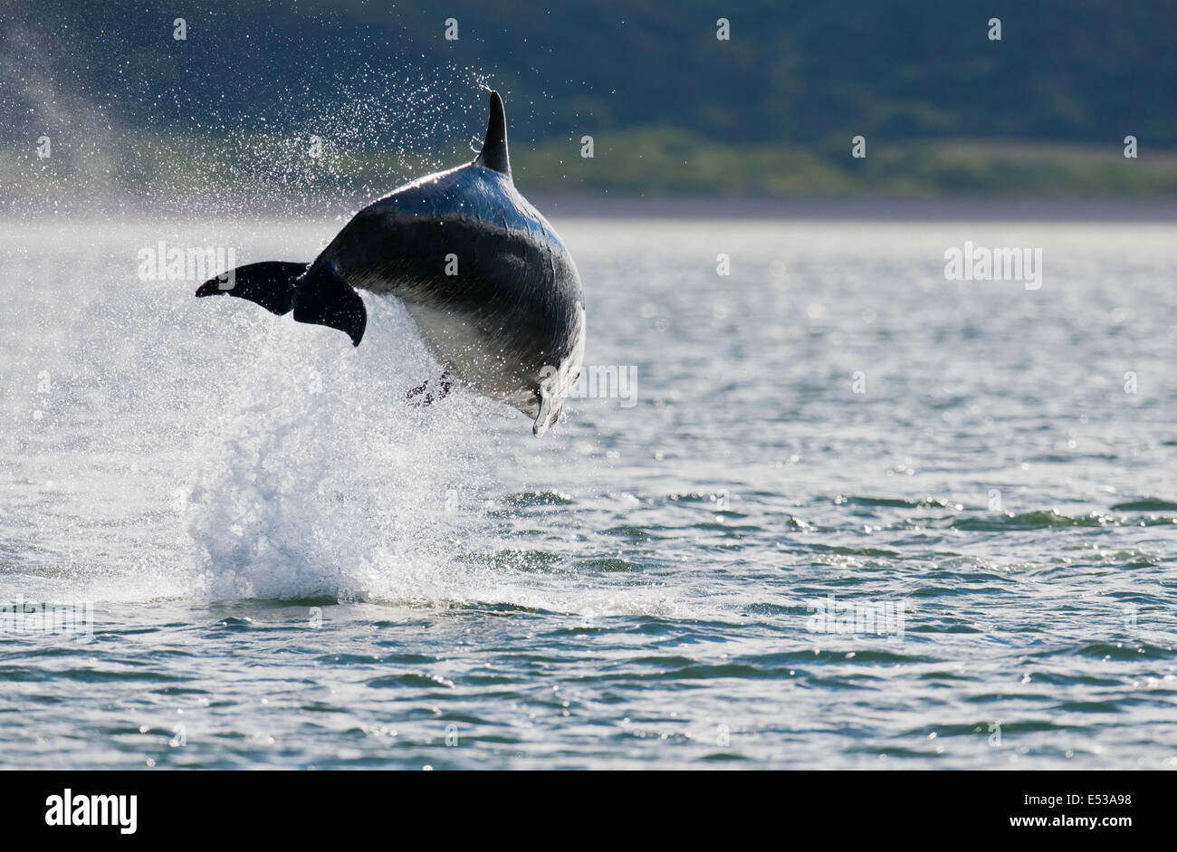 Bottlenose Dolphin breaching at Chanonry Point, Scotland Stock Photo ...