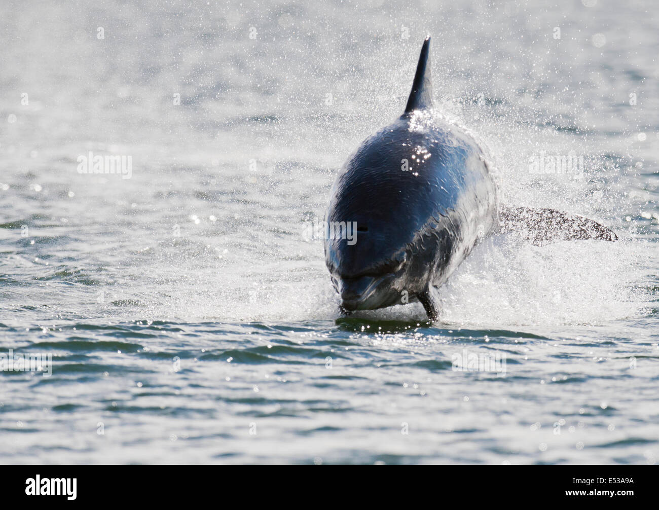 Bottlenose Dolphin breaching at Chanonry Point, Scotland Stock Photo ...