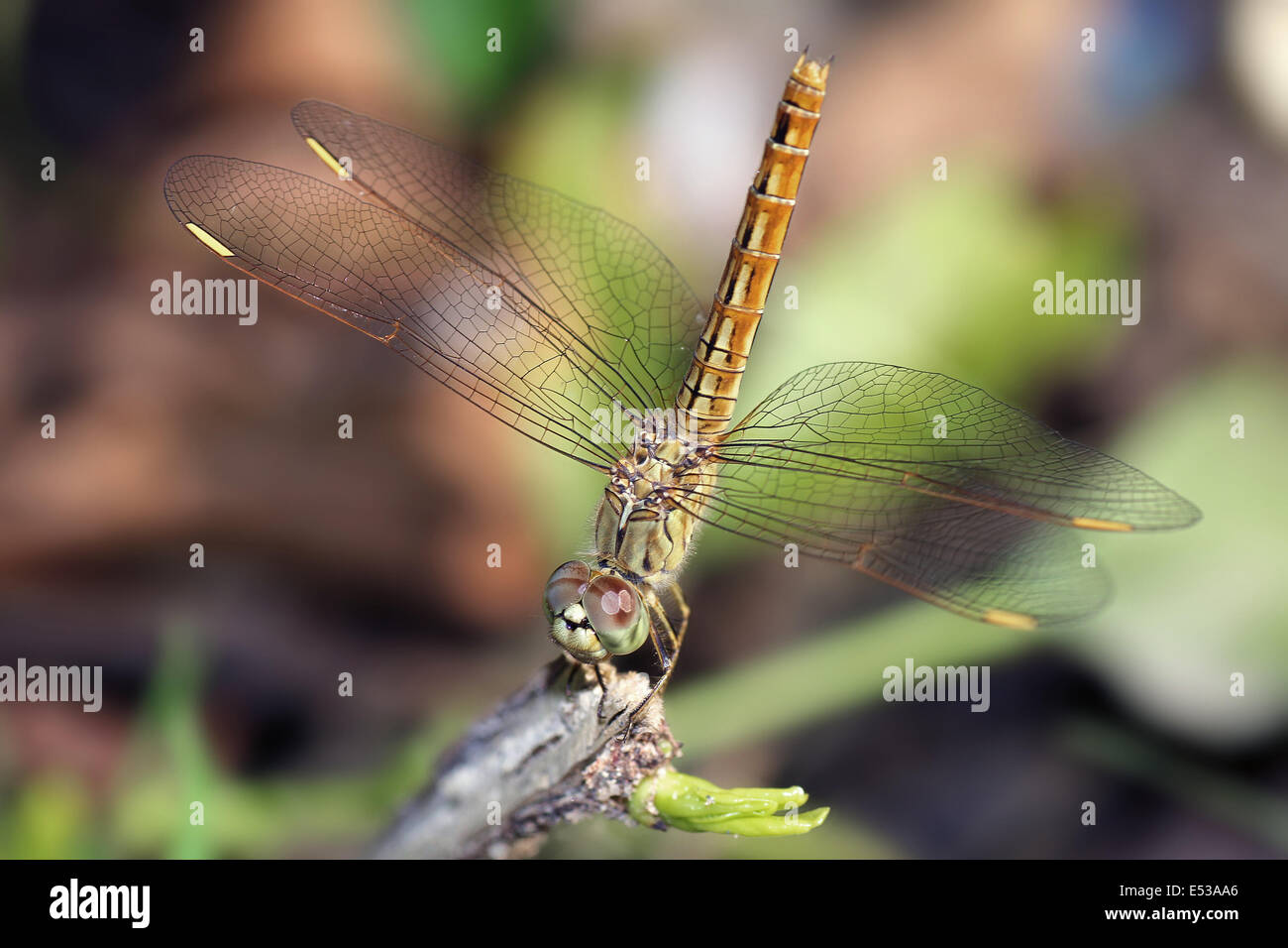 A dragonfly on beautiful lotus flower Stock Photo - Alamy