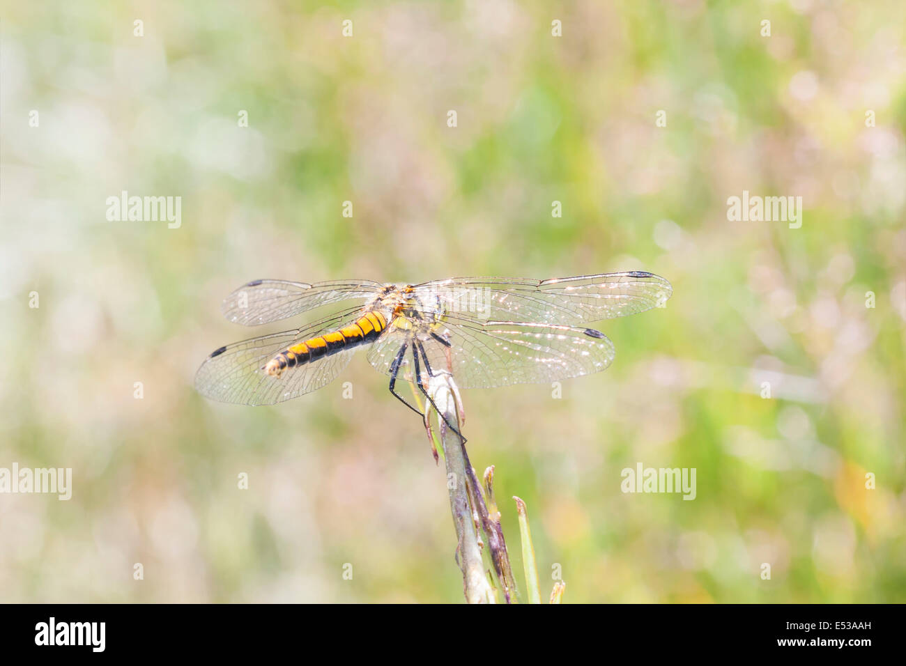 Yellow or orange dragonfly with black pattern on the tail sit on a ...