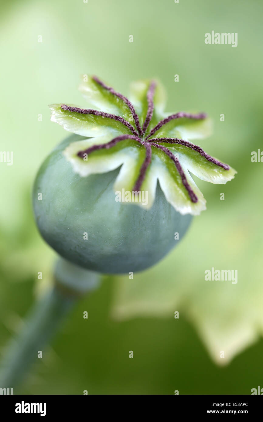 Dehiscing hi-res stock photography and images - Alamy