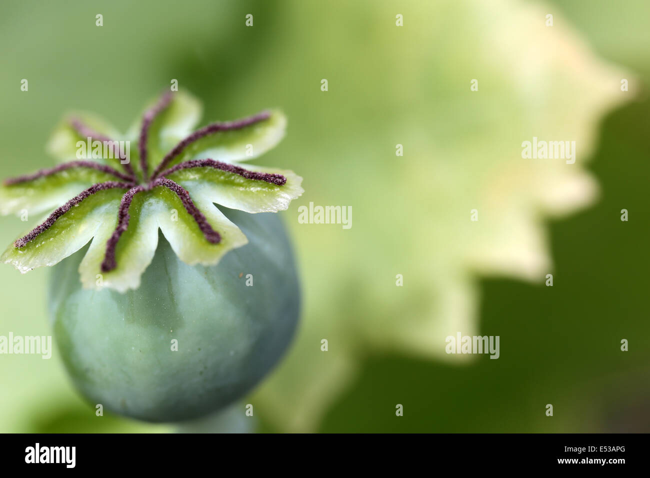 Seed dissemination hi-res stock photography and images - Alamy