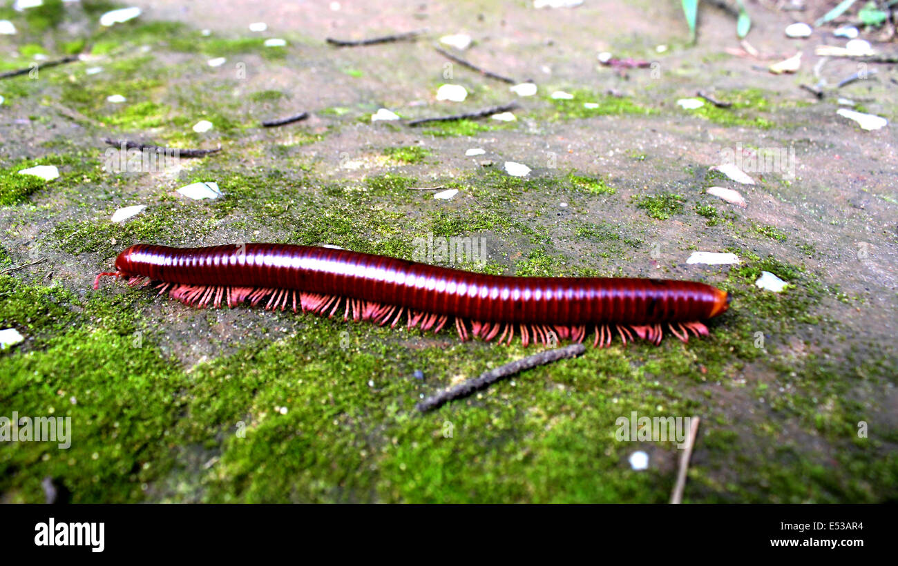 close up of the millipede Stock Photo - Alamy