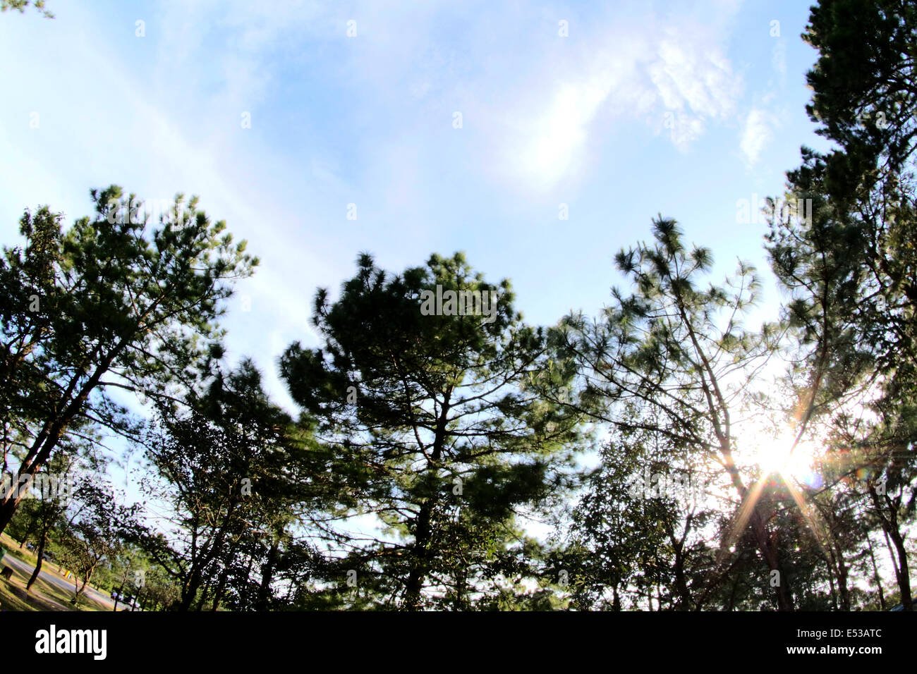 Nature of Phu Rua mountain , Phu Rua, Loei, , Thailand Stock Photo - Alamy