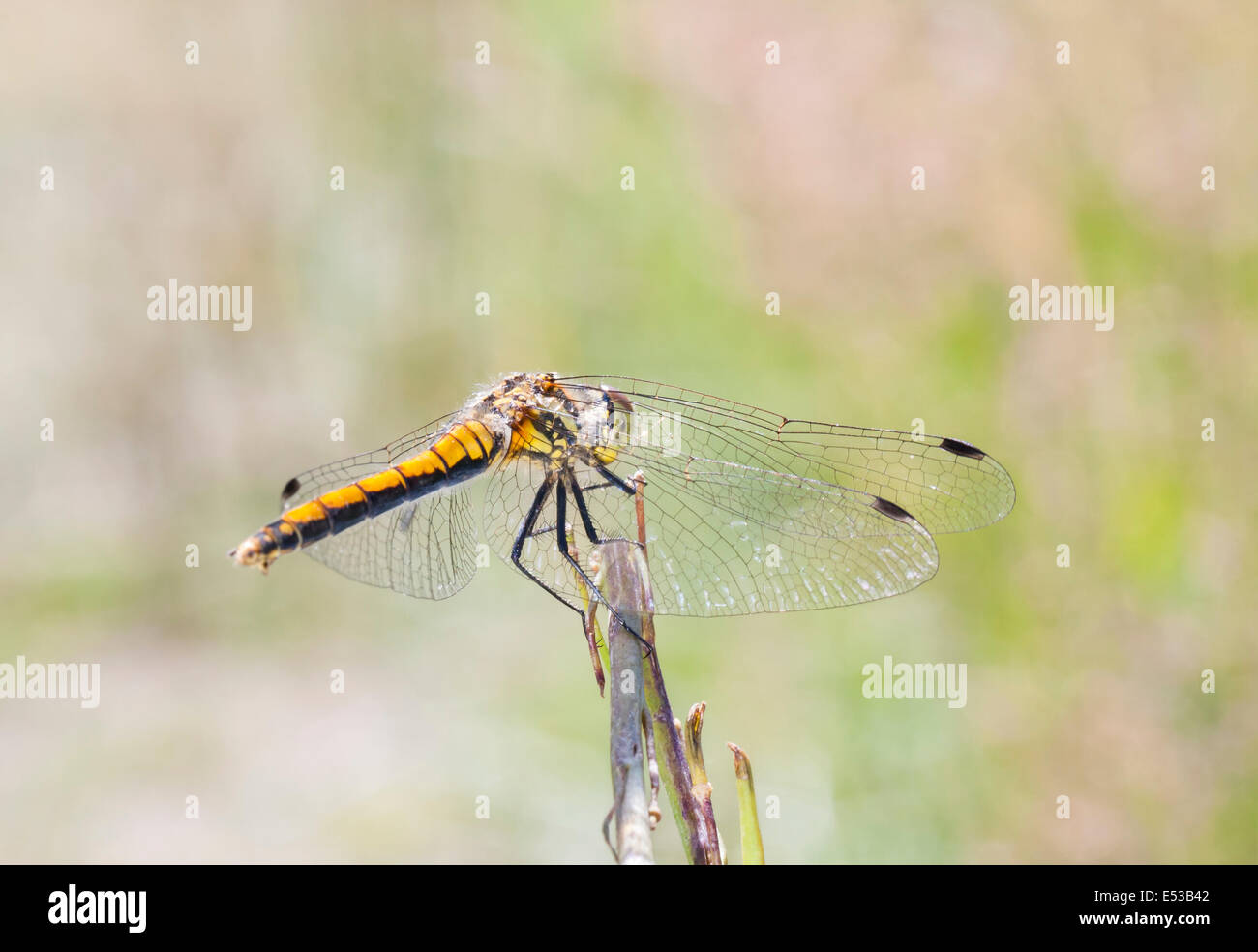 Yellow or orange dragonfly with black pattern on the tail sit on a ...