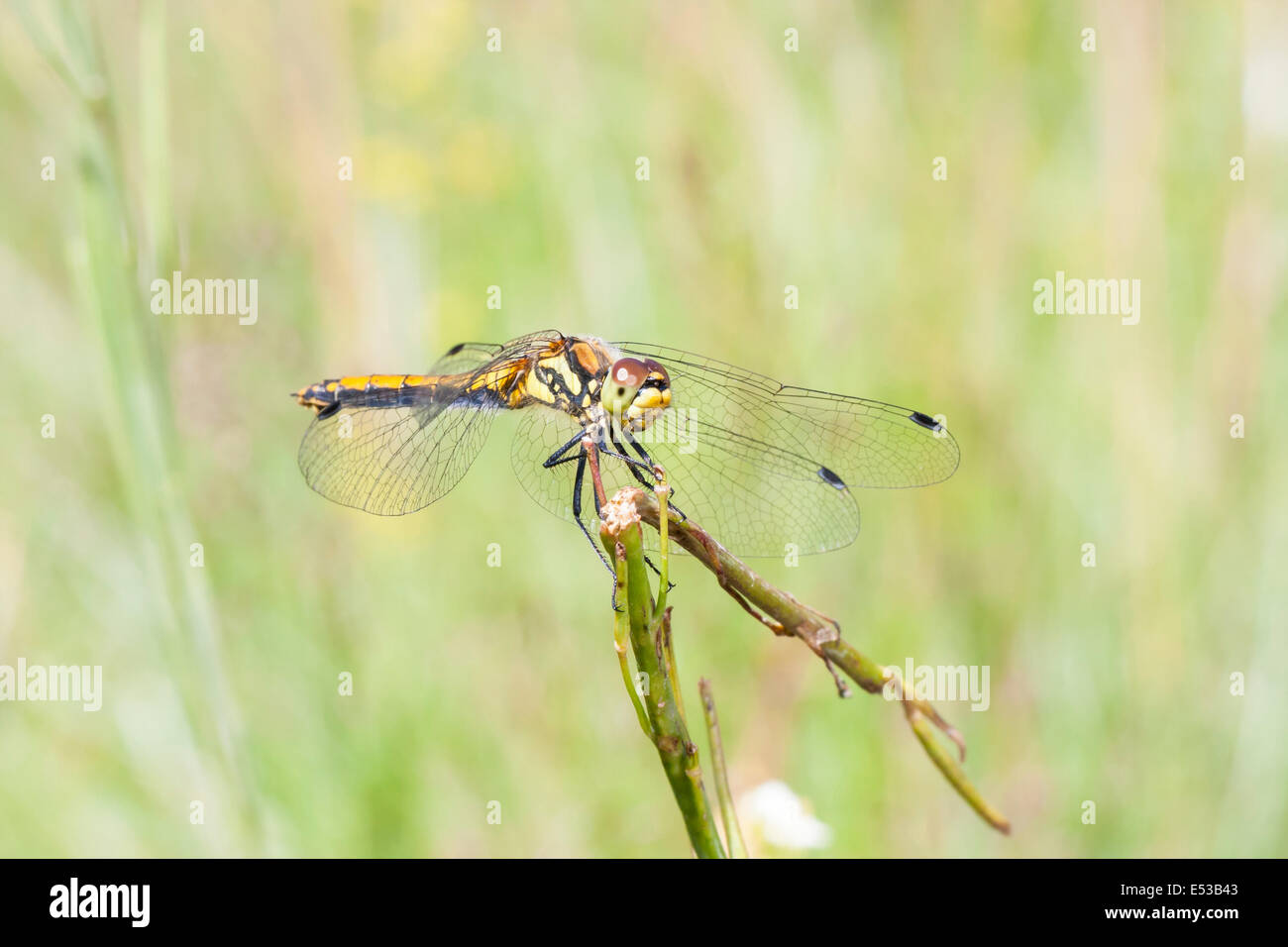Yellow or orange dragonfly with black pattern on the tail sit on a ...