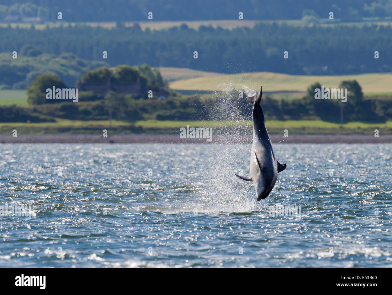 Bottlenose Dolphin breaching at Chanonry Point, Scotland Stock Photo ...