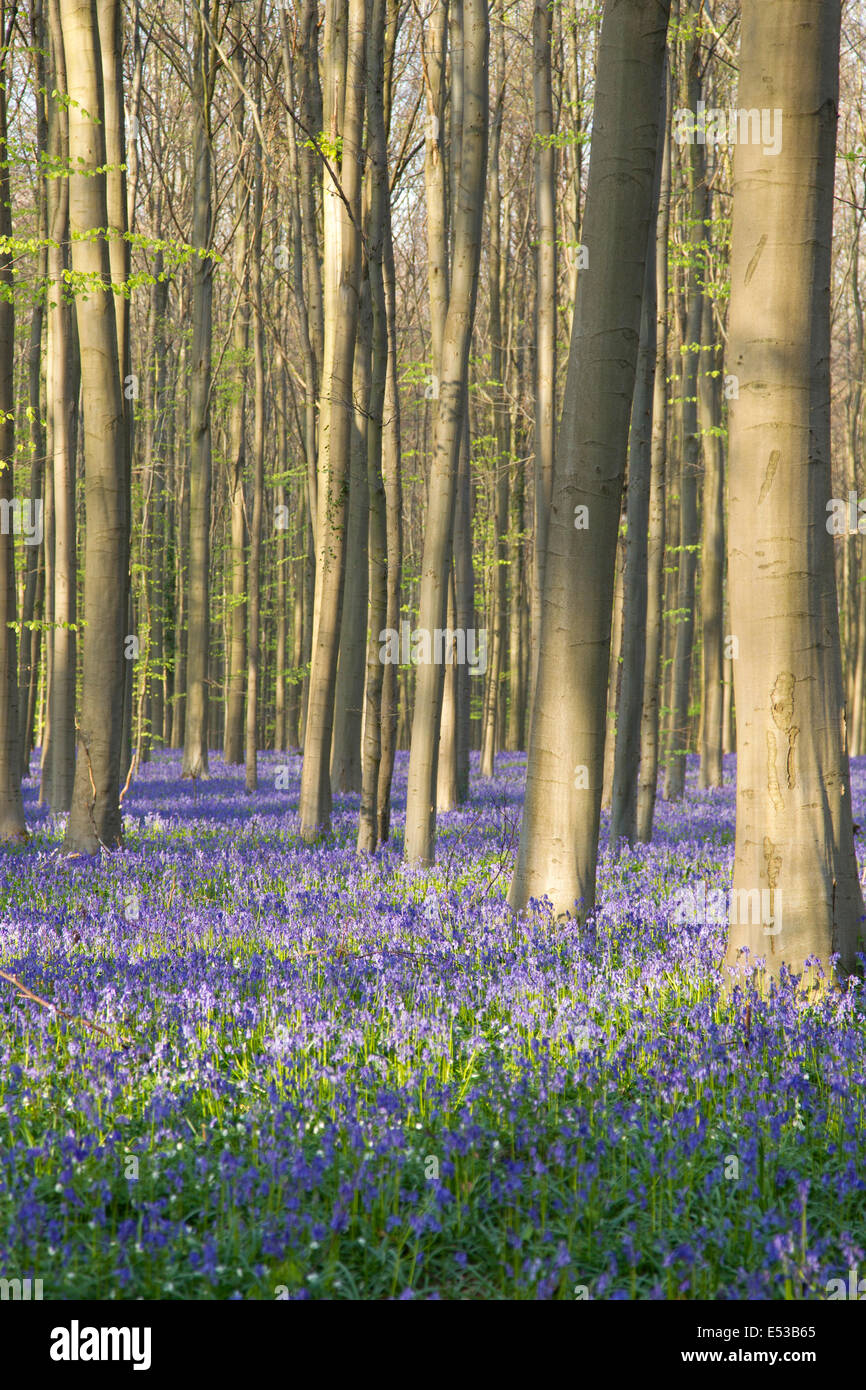 Clusters of blue bells hi-res stock photography and images - Alamy