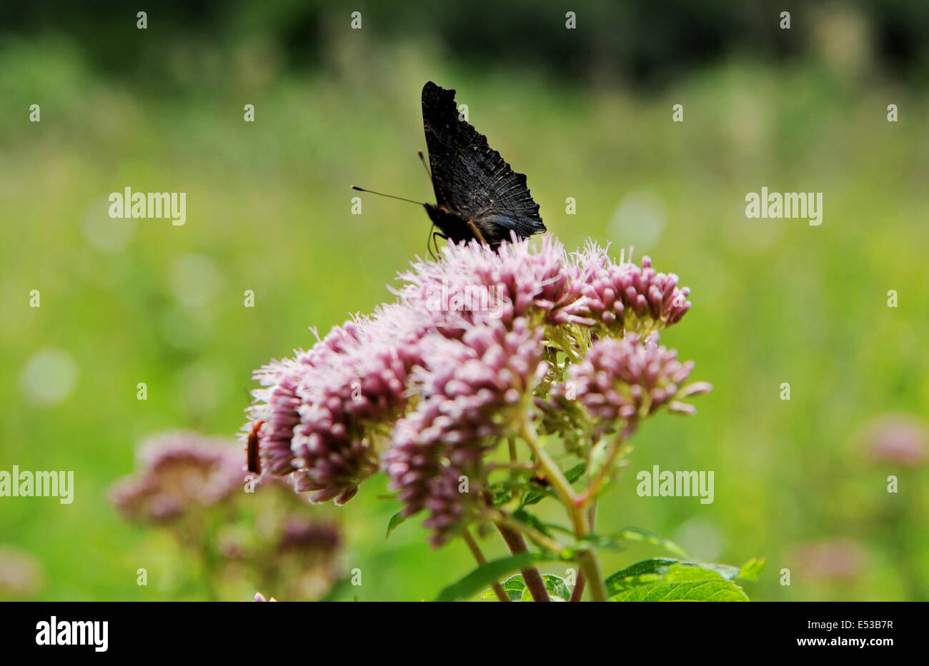 Hot weather insects hi-res stock photography and images - Alamy