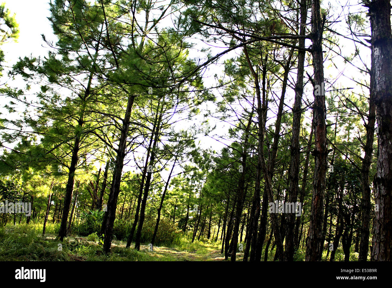 Nature of pine forest in Phu Rua mountain , Phu Rua, Loei, , Thailand Stock Photo - Alamy