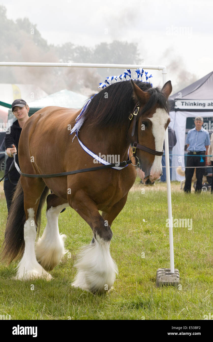Shire Horse Blinkers Tack High Resolution Stock Photography and Images ...