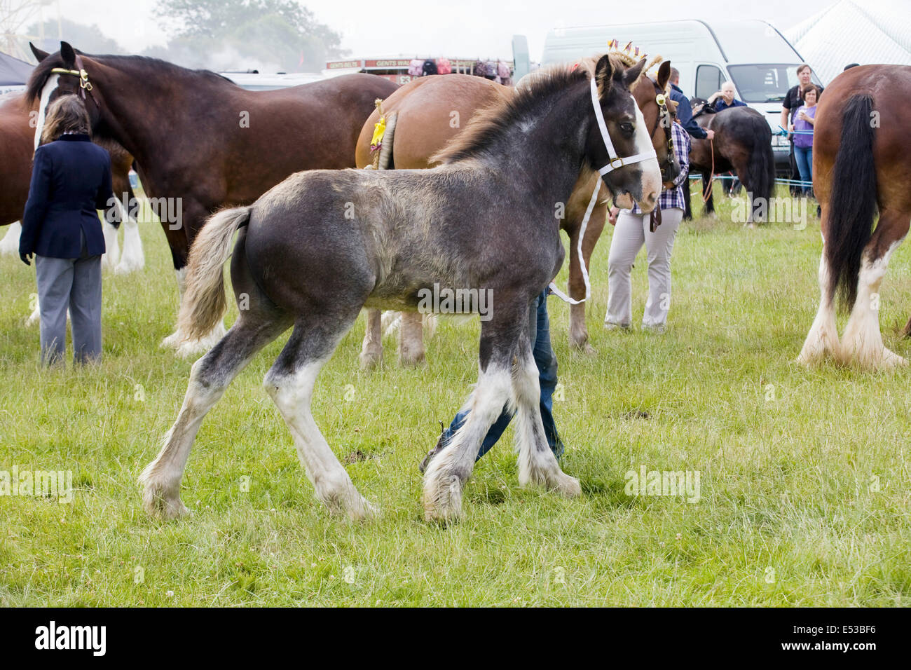 Foal Shire Horse in Hand at a show in England Stock Photo - Alamy